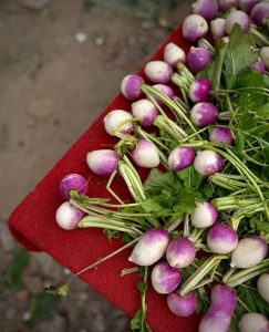 What Color Turnips Are? Discover Their Varieties and Uses - Buy Fresh ...